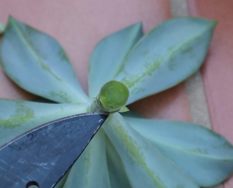 La etiolación [Plantas suculentas] - Tu Jardín desde Cero