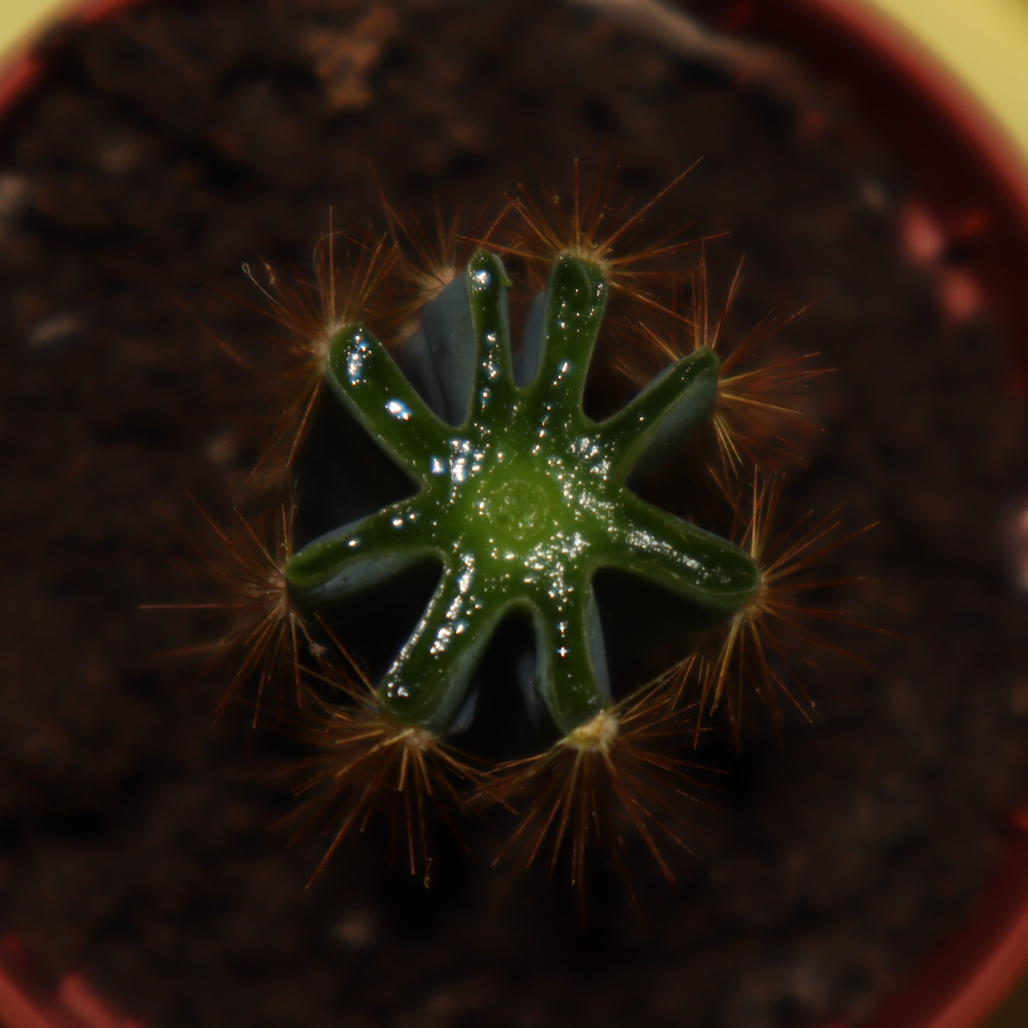 Las costillas de los cactus