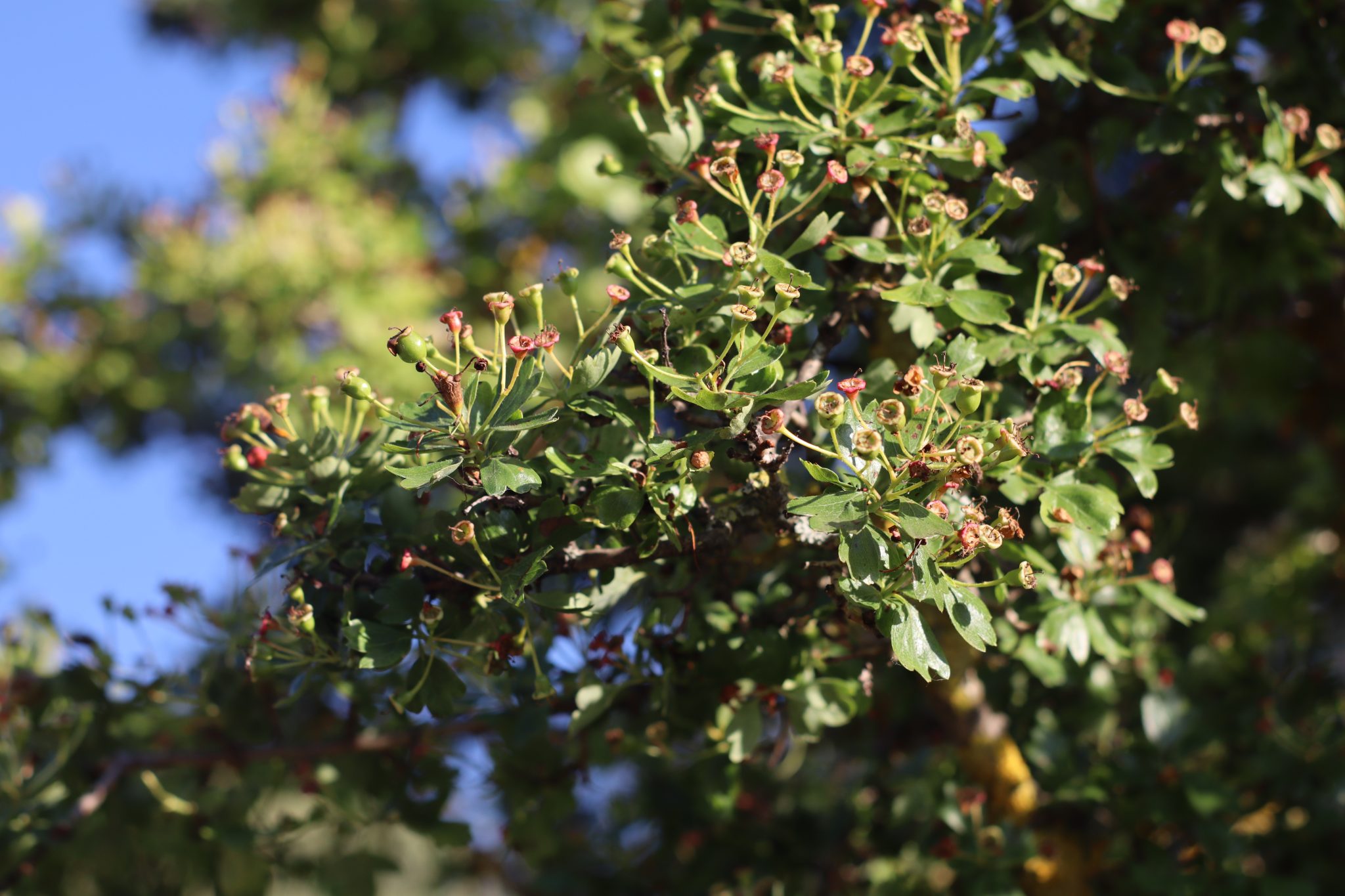 Crataegus monogyna (Majuelo, majoleto, espino albar)