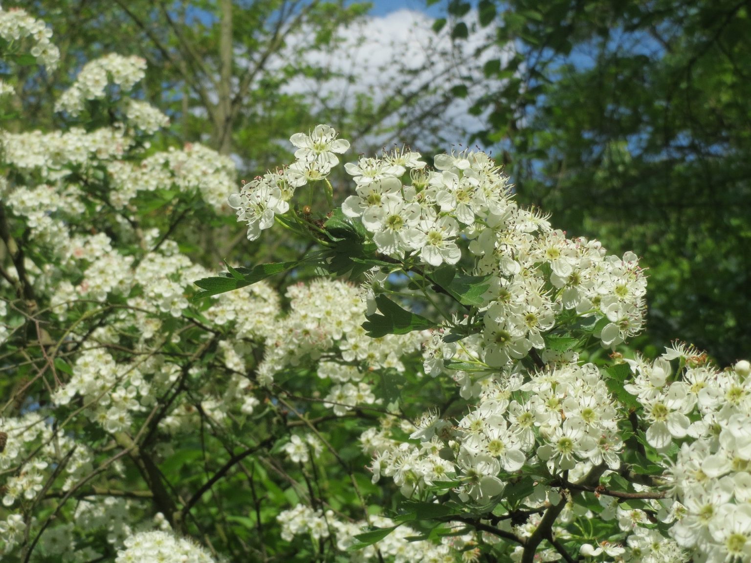 Crataegus monogyna (Majuelo, majoleto, espino albar)