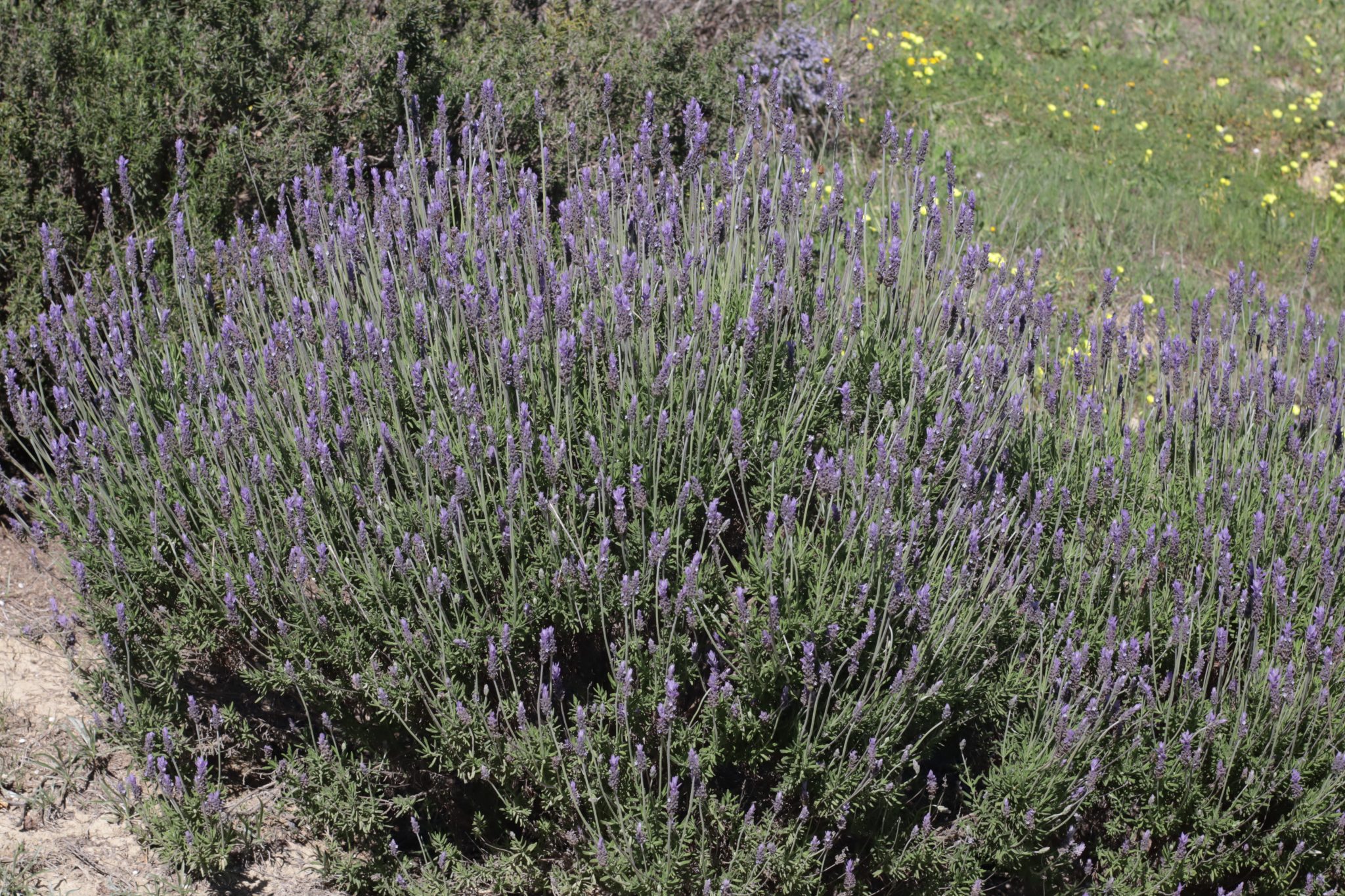 Lavandula dentata
