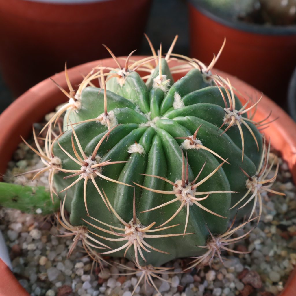 Lobivia cardenasiana [CACTUS] - Tu Jardín desde Cero